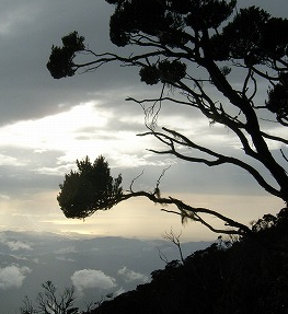 ボルネオ島の最高峰キナバル山へ登頂スタート 12月31日 | キナバル山(Mt.Kinabalu)4095.2m 登頂制覇 in 2007 元旦